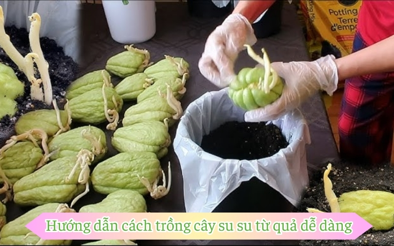 5 cách trồng quả su su và chăm sóc để cây ra nhiều quả ngon