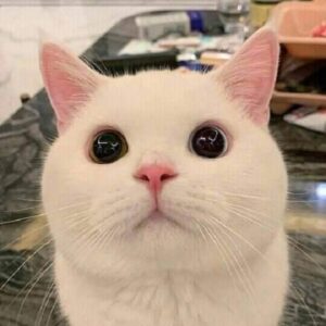 179+ Avatar memes hài hước nhất khiến bạn cười nghiêng ngả