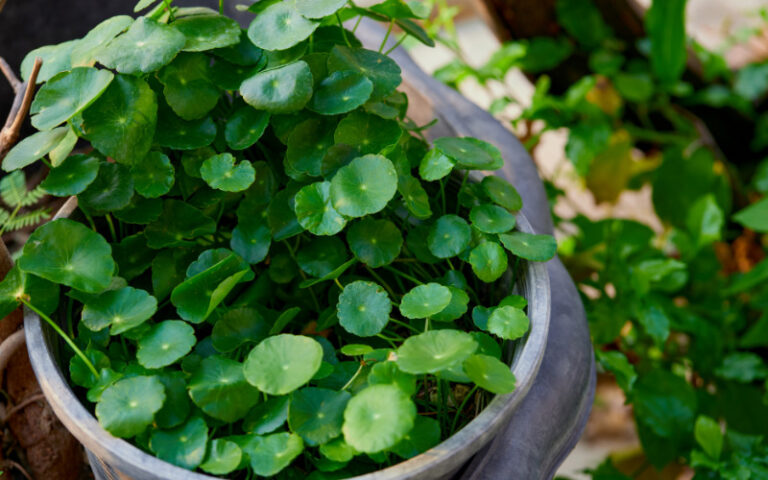 Hướng dẫn cách trồng rau má từ hạt xanh tốt, ít sâu bệnh