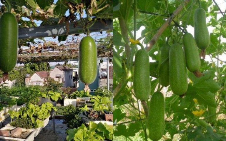 Học ngay cách trồng bí đao tại nhà để có rau sạch mỗi ngày