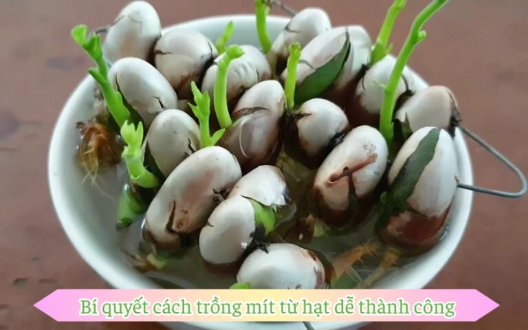 Cách trồng mít thái giúp nhà bạn có trái ngọt thơm quanh năm