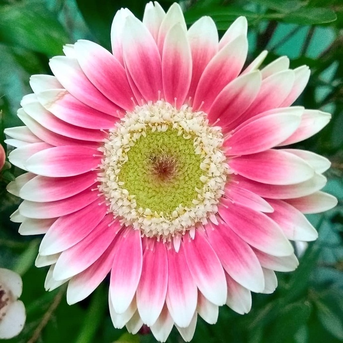 Bộ sưu tập 999+ Avatar hoa thanh lịch, cuốn hút mọi ánh nhìn