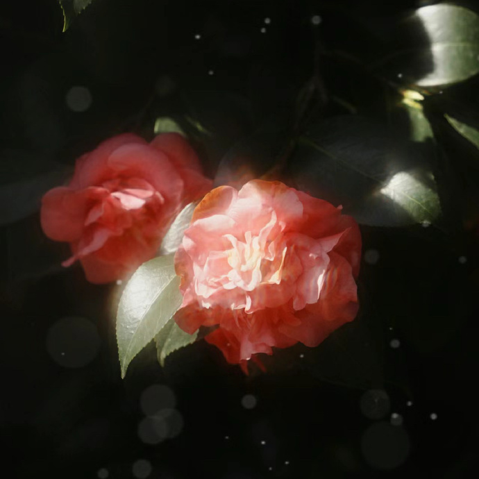 Tổng hợp 1001+ Avatar hoa hồng đầy cuốn hút không thể bỏ qua