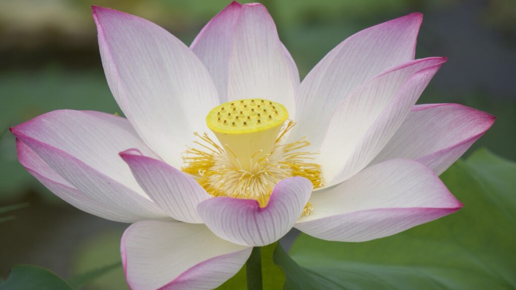 Bộ sưu tập 889+ hình nền máy tính hoa sen đẹp thuần khiết